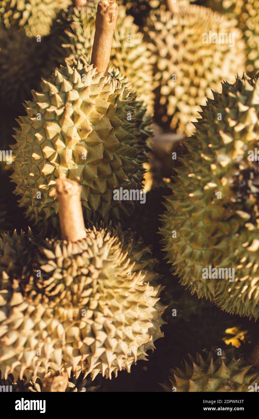 Durian sunlight hi-res stock photography and images - Alamy