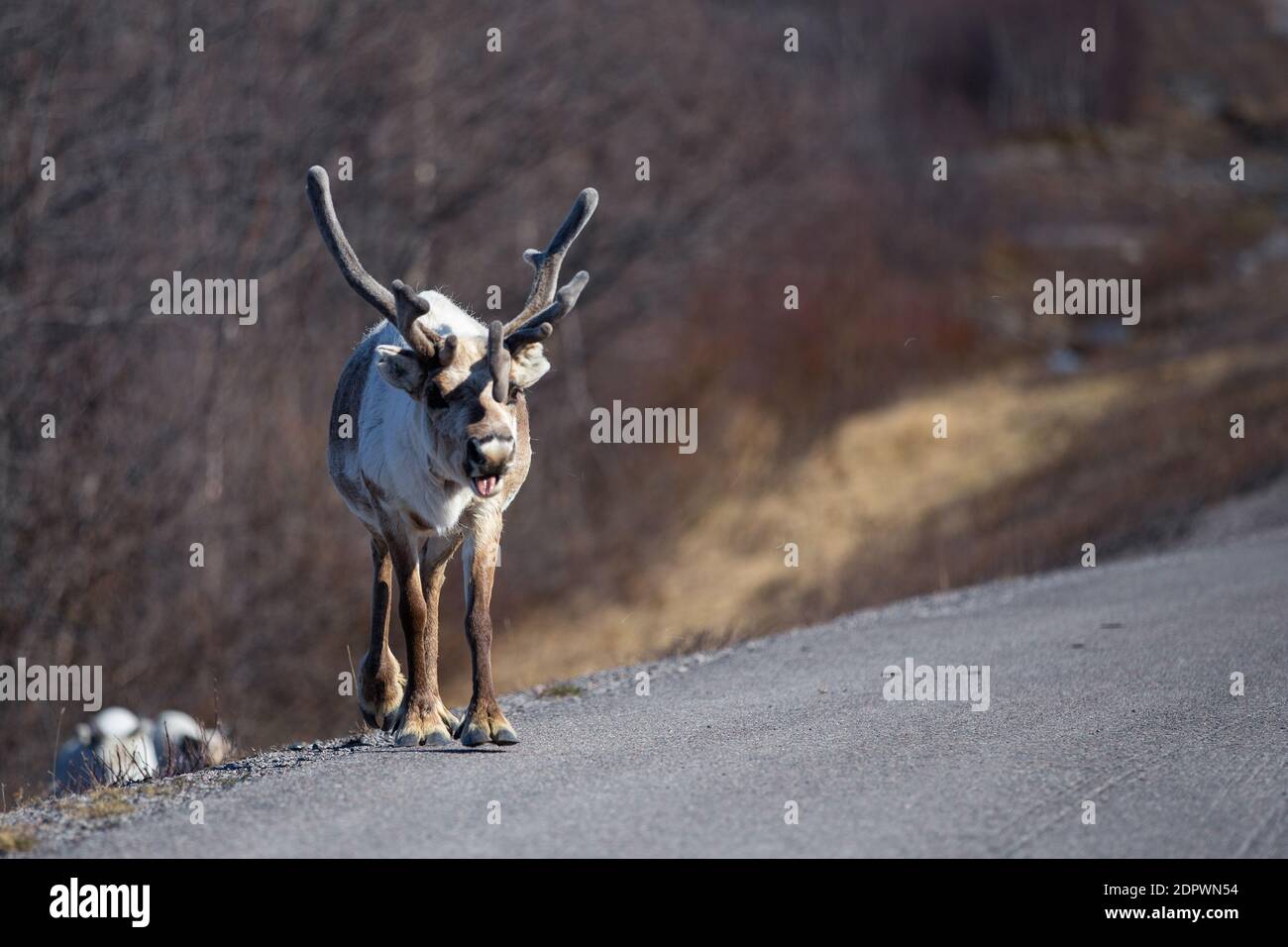 Reindeer mouth open hi-res stock photography and images - Alamy