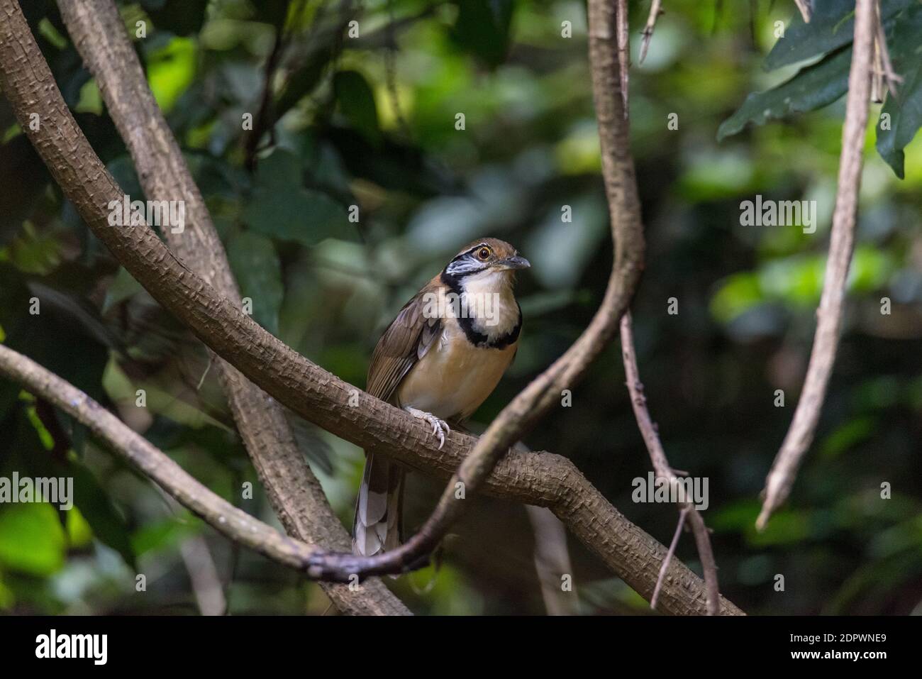 Greater Necklaced Laughingthrush (Ianthocincla pectoralis) A large ...
