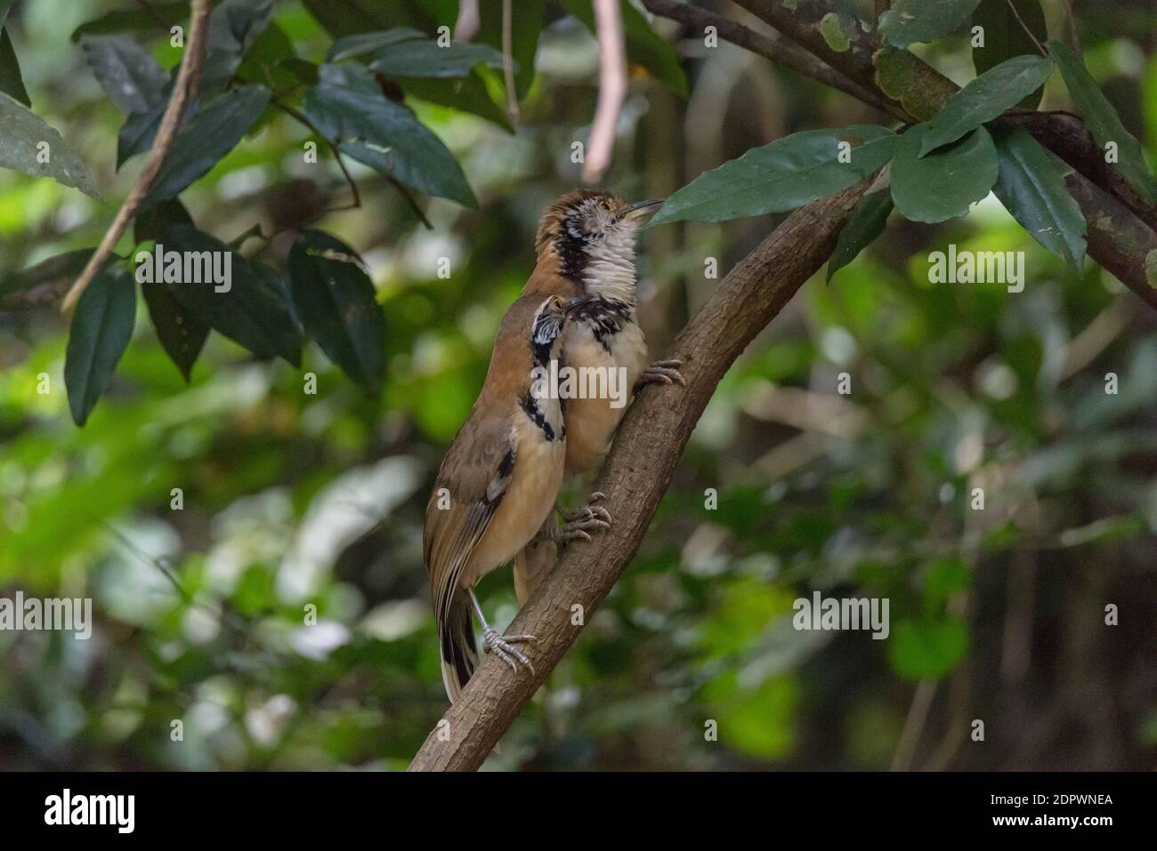 Greater Necklaced Laughingthrush (Ianthocincla pectoralis) A large ...