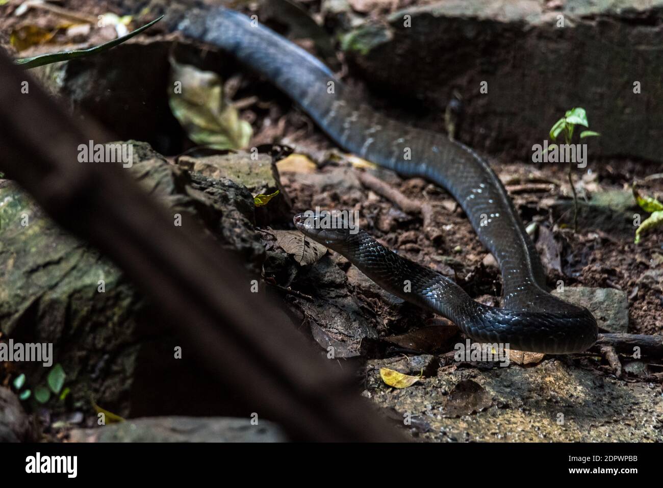 Indochinese rat snake (Ptyas korros) drinking water Thailand Stock ...