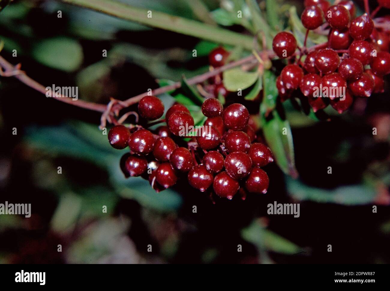 Smilax aspera close-up Stock Photo - Alamy