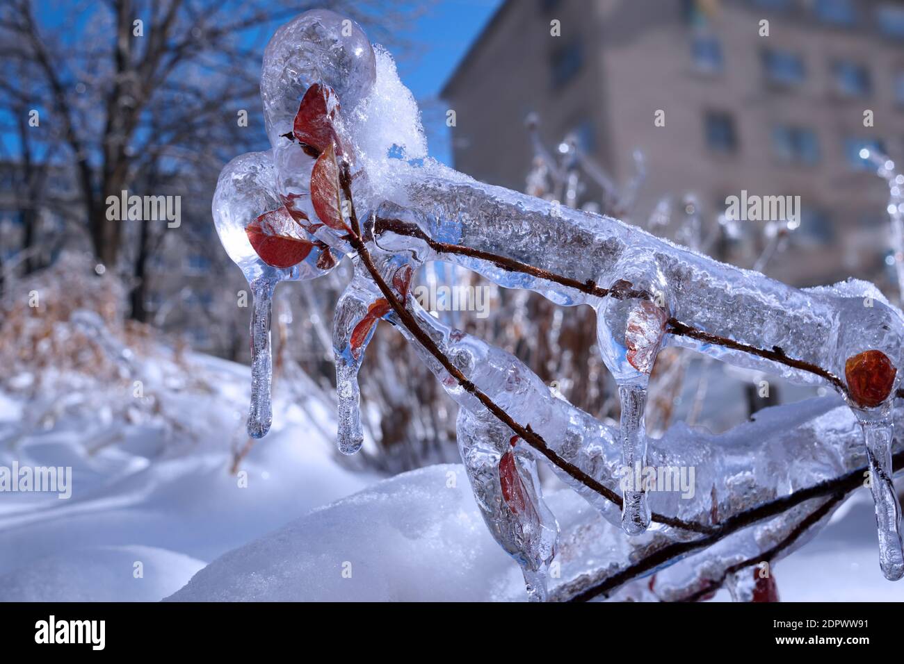 A fresh living tree's branch turned into an ice statue due to frost and ...