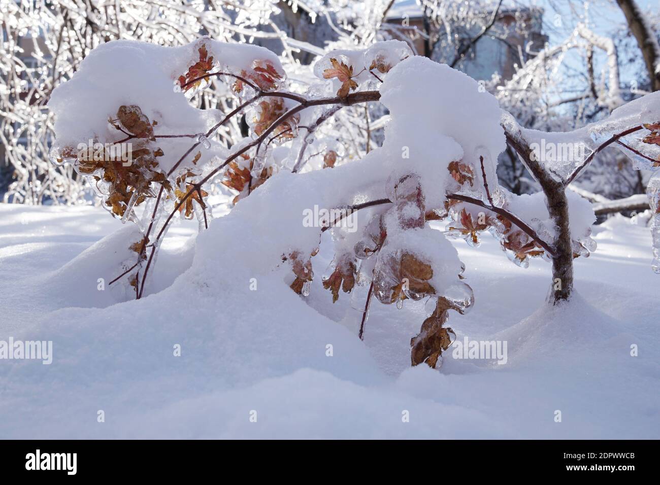 Consequences of freezing rain. Beautiful ice miracle. After a freezing ...