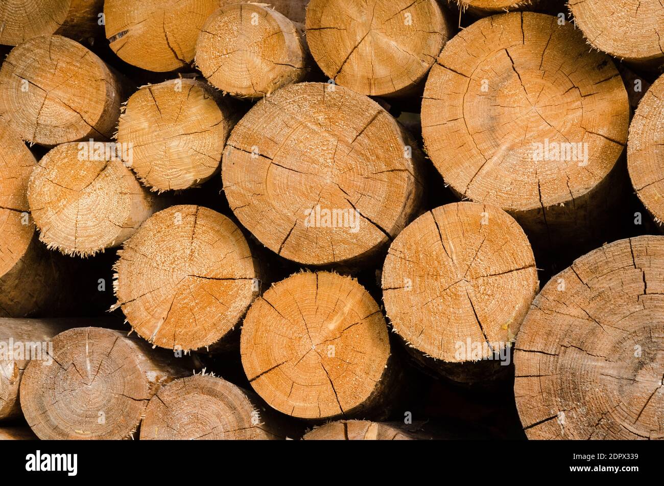 Felled trees at a logging site, deforestation pile or stack of wood ...