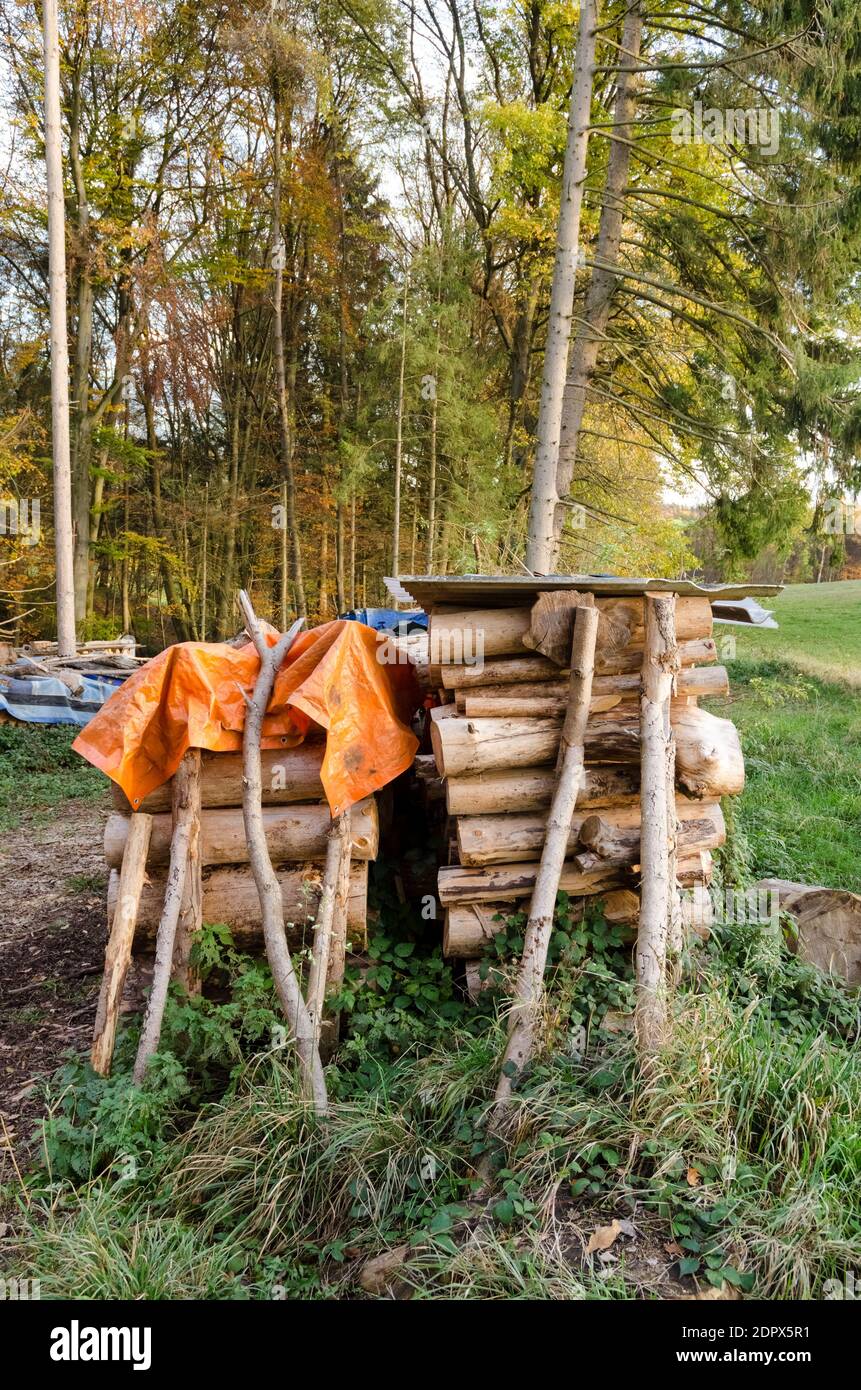 Felled trees at a logging site, deforestation pile or stack of wood ...