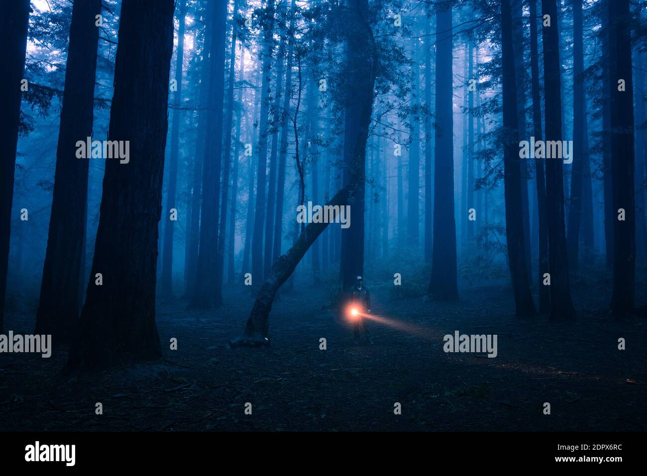 Flashlight forest hi-res stock photography and images - Alamy