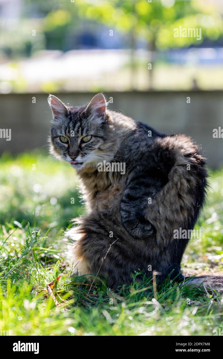 pet animal: portrait of alley cat Stock Photo - Alamy