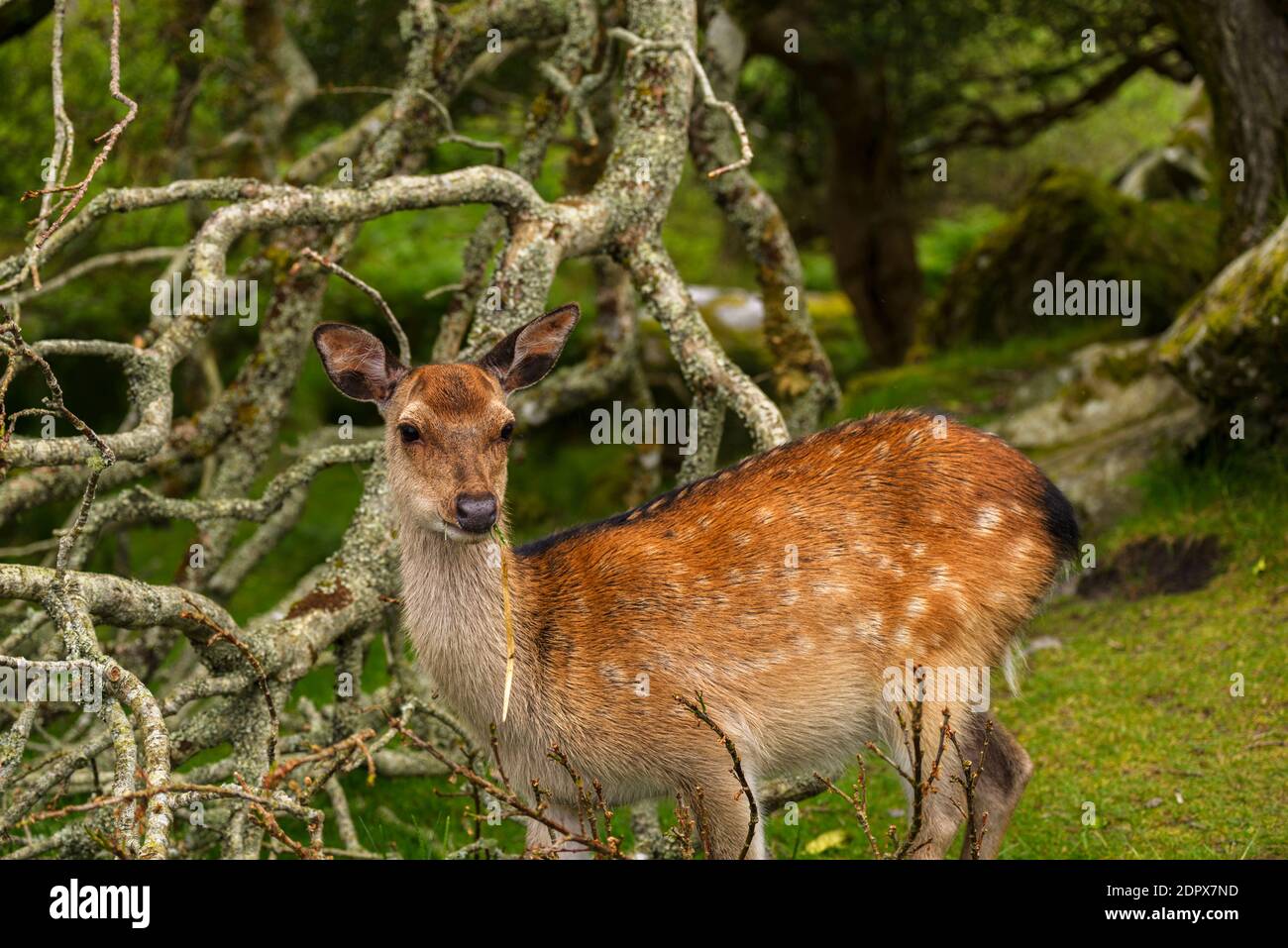 Killarney town hi-res stock photography and images - Alamy