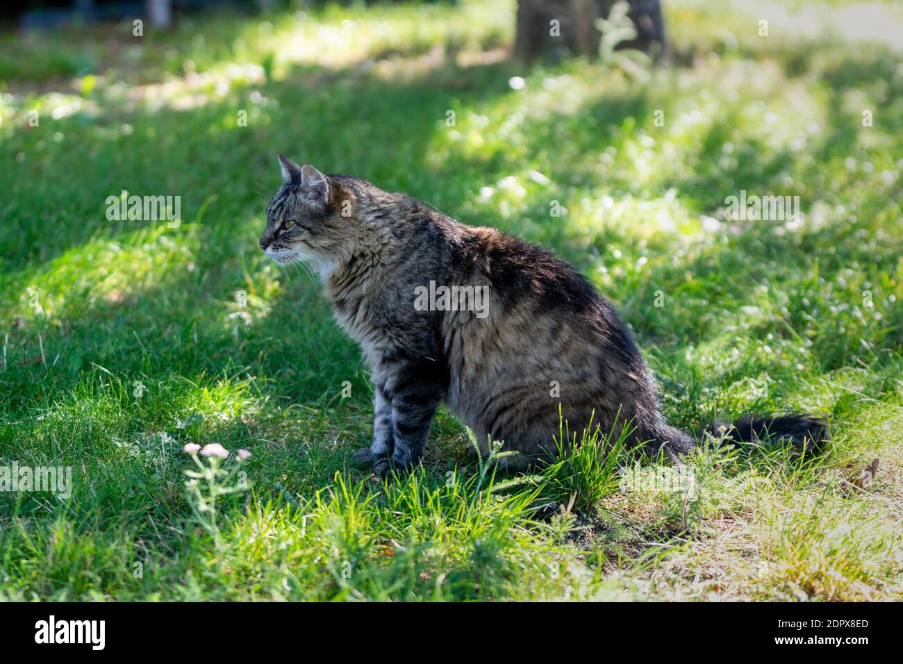 pet animal: portrait of alley cat Stock Photo - Alamy