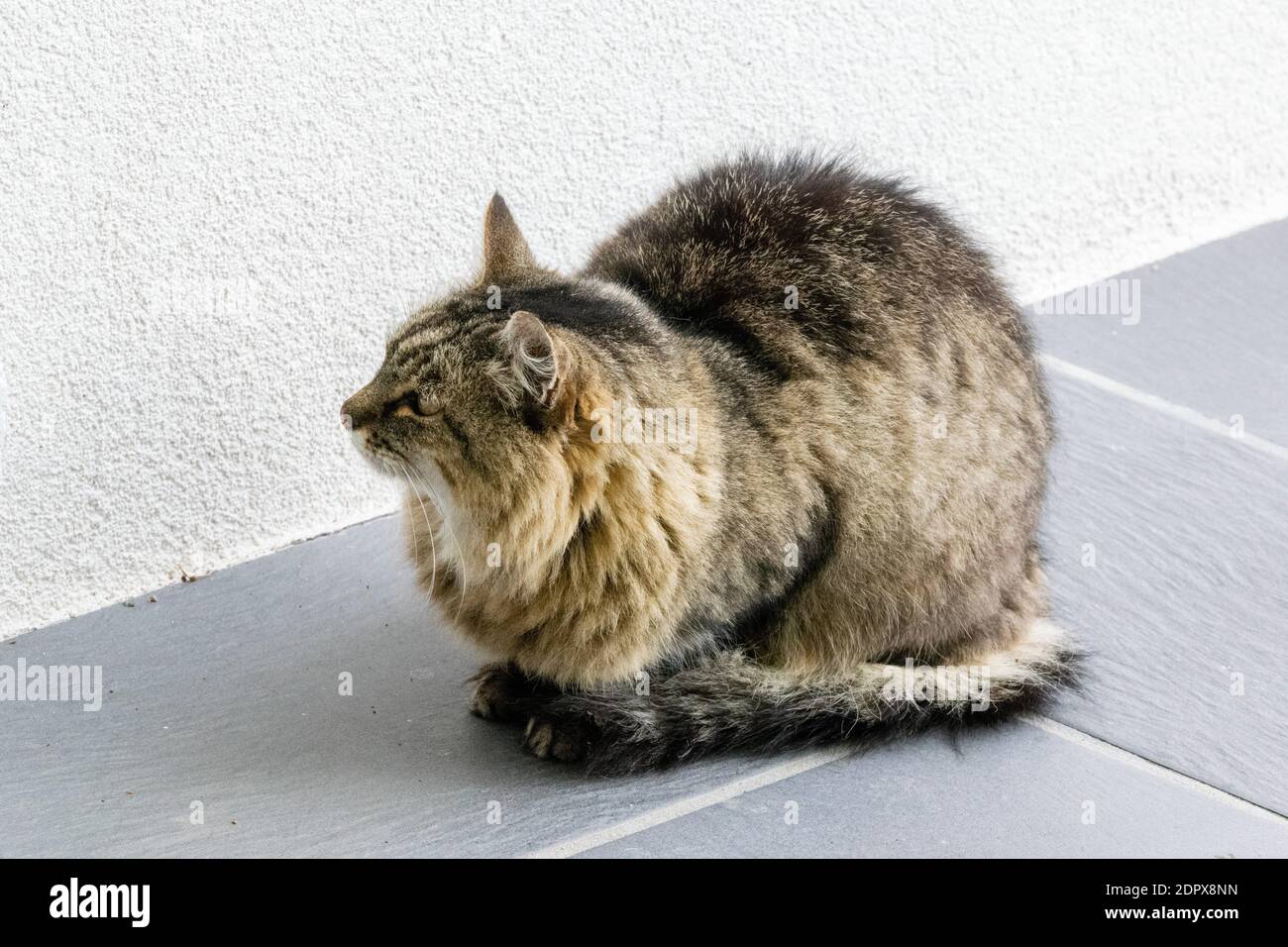 pet animal: portrait of alley cat Stock Photo - Alamy