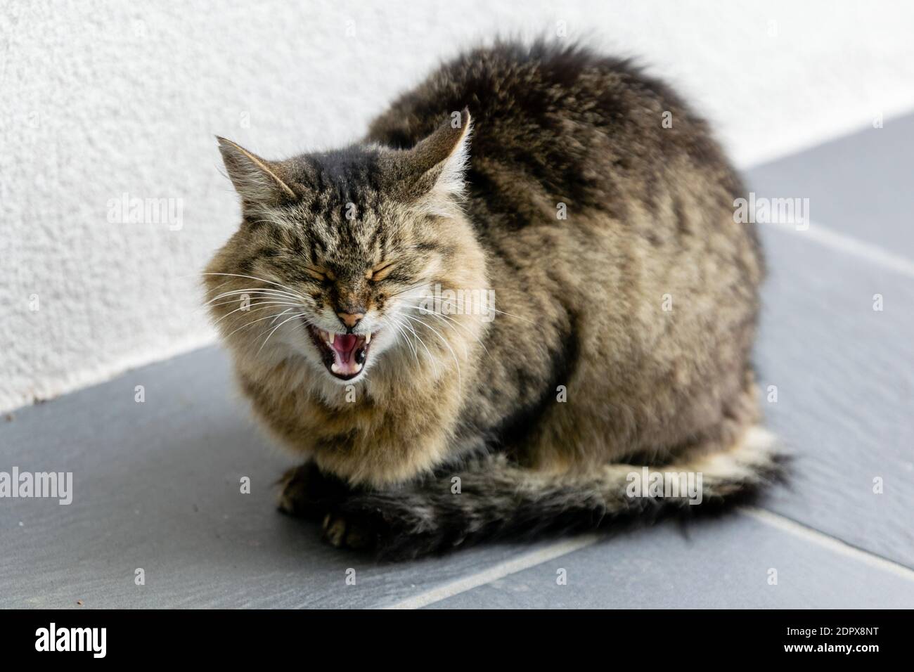 pet animal: portrait of alley cat Stock Photo - Alamy