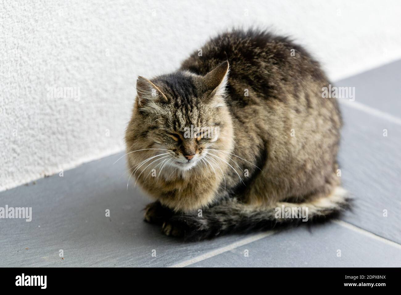 pet animal: portrait of alley cat Stock Photo - Alamy