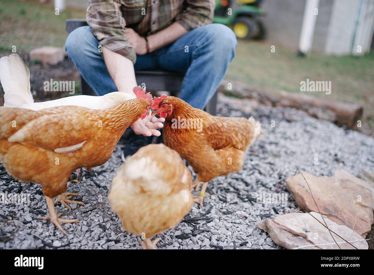 Man feeding chickens hi-res stock photography and images - Alamy