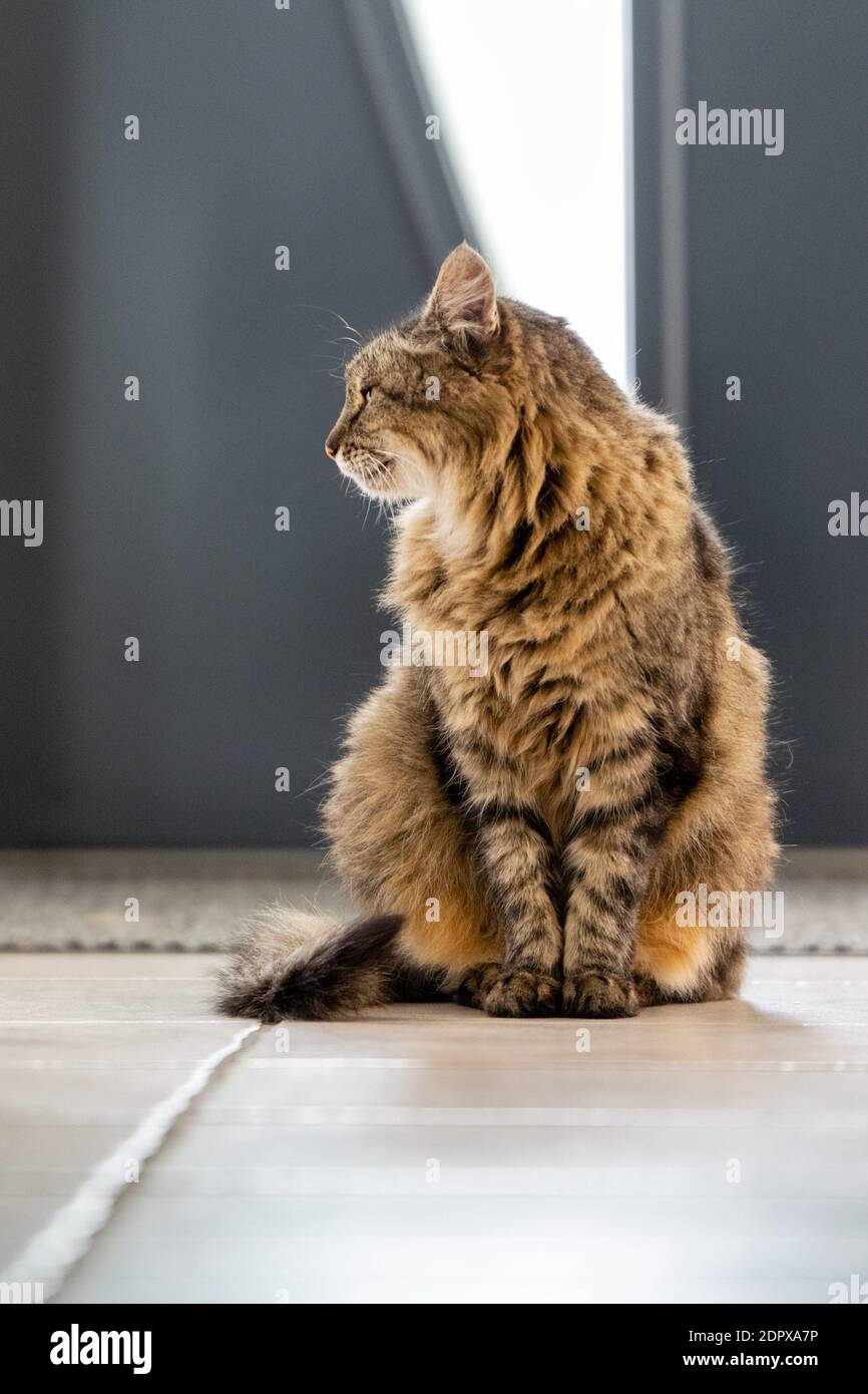 pet animal: portrait of alley cat Stock Photo - Alamy