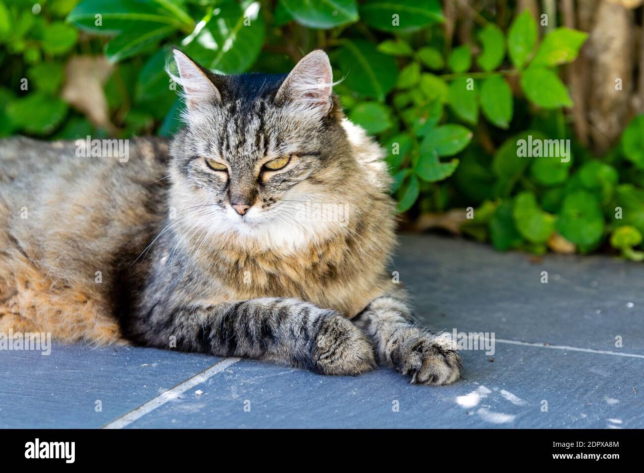 pet animal: portrait of alley cat Stock Photo - Alamy