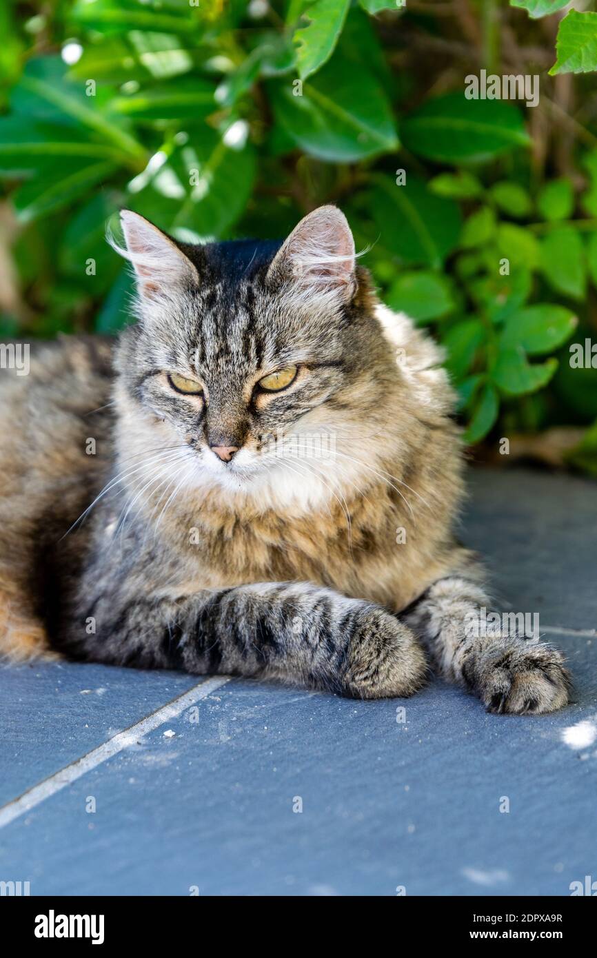 pet animal: portrait of alley cat Stock Photo - Alamy