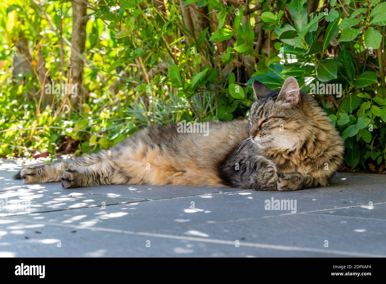 pet animal: portrait of alley cat Stock Photo - Alamy