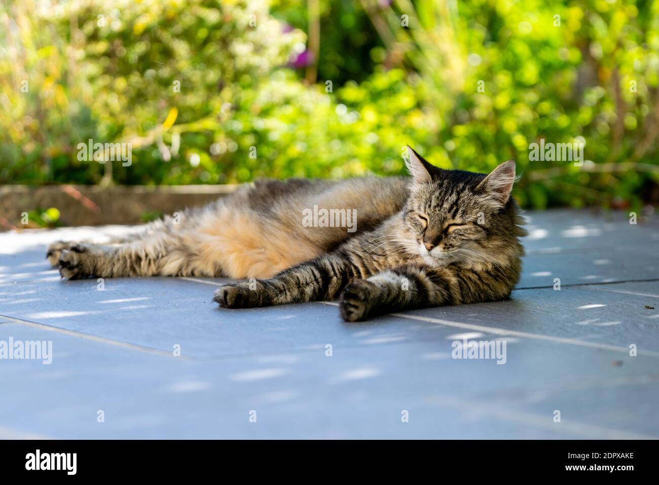 pet animal: portrait of alley cat Stock Photo - Alamy