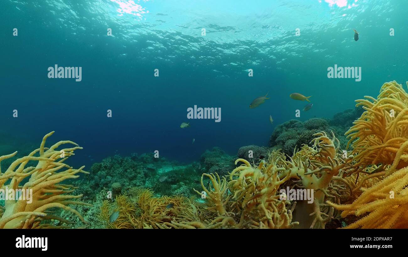 Tropical fishes and coral reef at diving. Beautiful underwater world ...