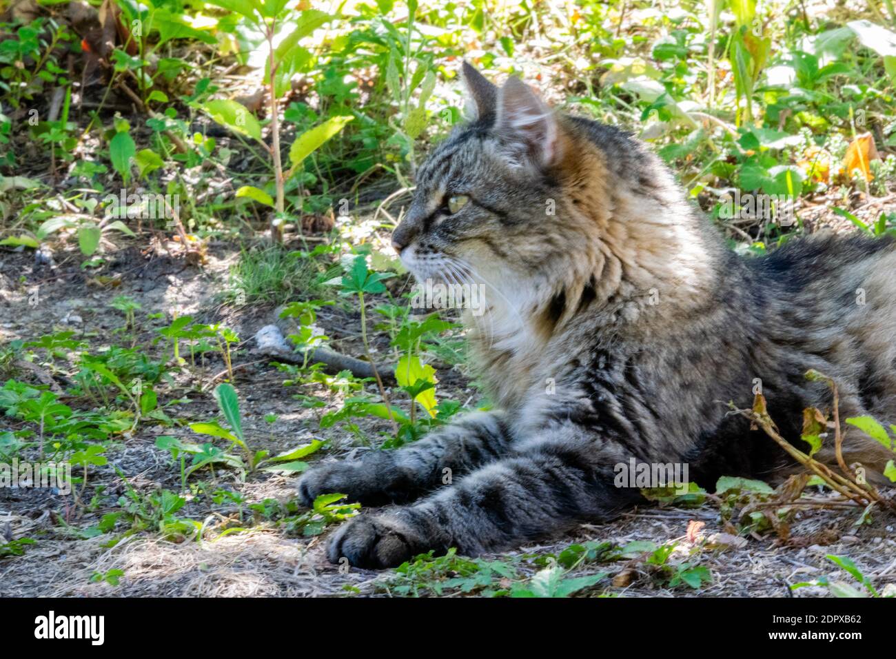 pet animal: portrait of alley cat Stock Photo - Alamy