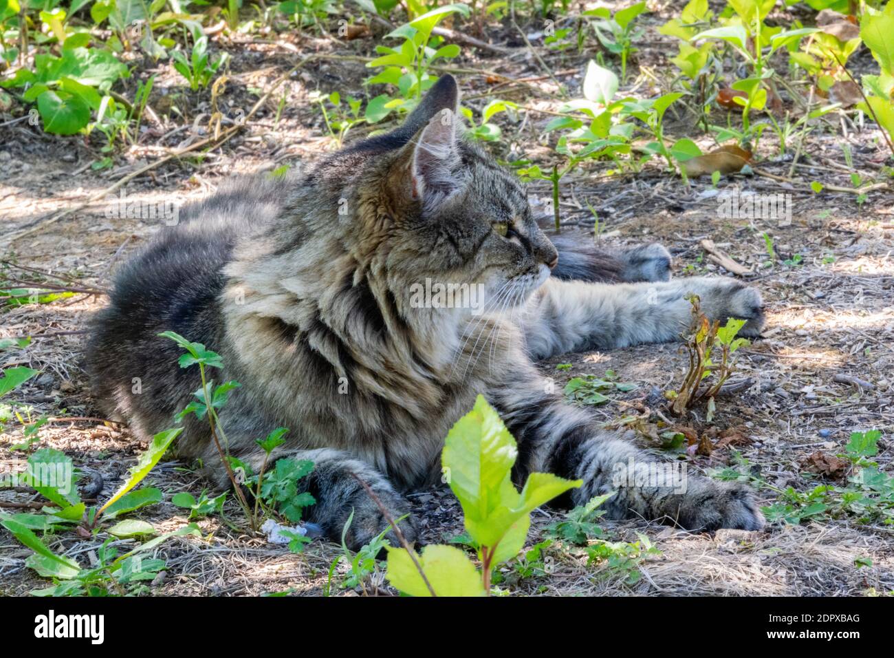 pet animal: portrait of alley cat Stock Photo - Alamy