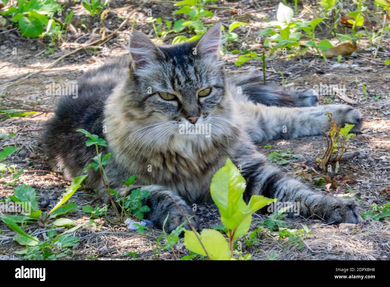 pet animal: portrait of alley cat Stock Photo - Alamy