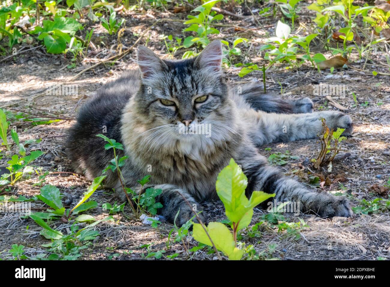 pet animal: portrait of alley cat Stock Photo - Alamy