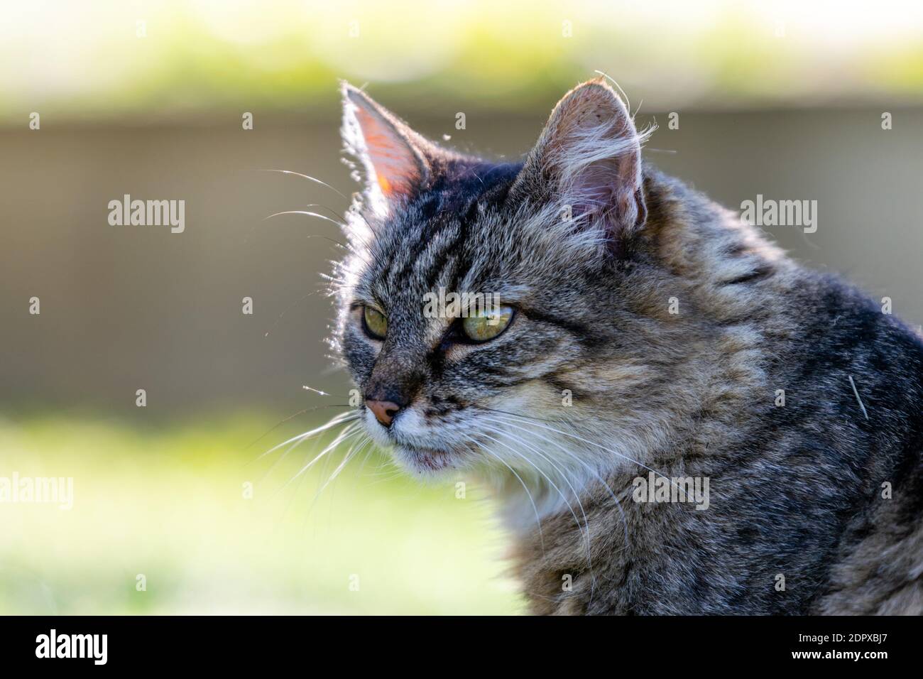pet animal: portrait of alley cat Stock Photo - Alamy