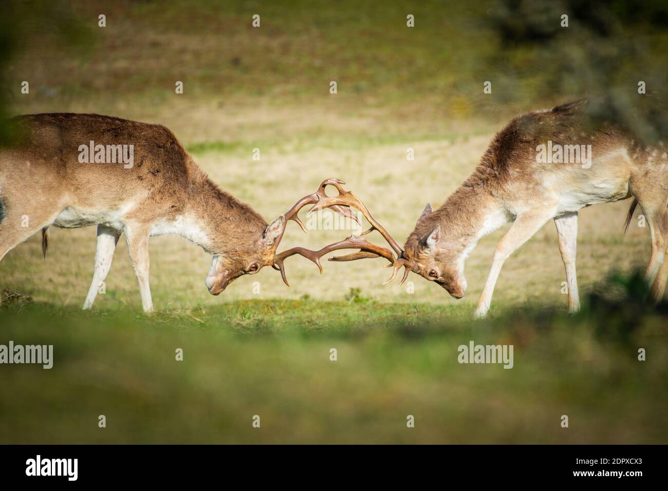 Two deer conflict hi-res stock photography and images - Alamy