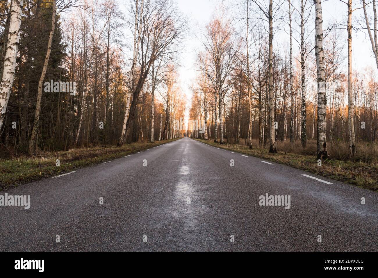 Birch tree alley by a country road in fall season Stock Photo - Alamy