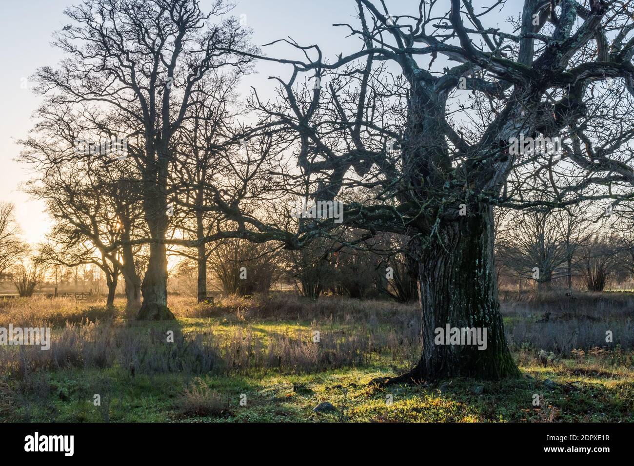 Mighty old oak tree by sunset in a nature reserve by Boda on the island ...