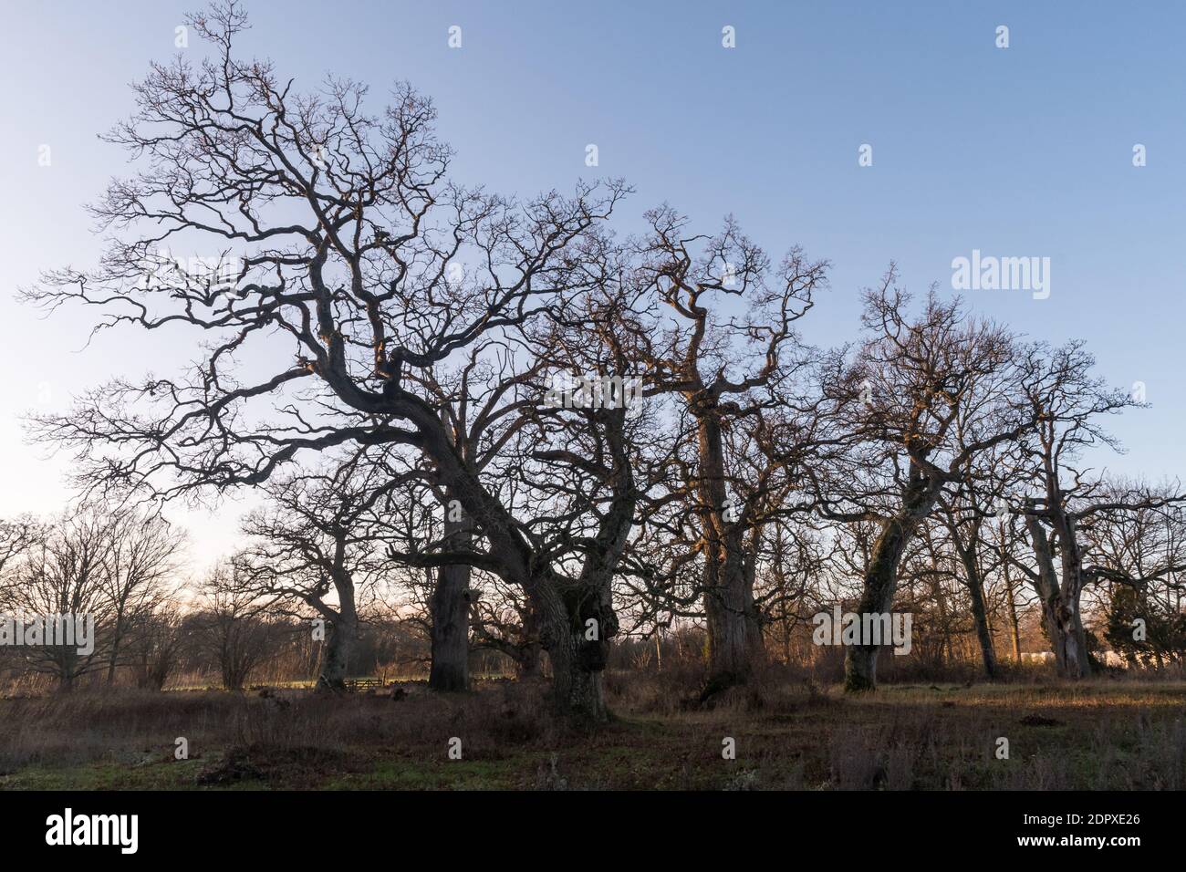 Old majestic oak trees in fall season in a nature reserve on the ...