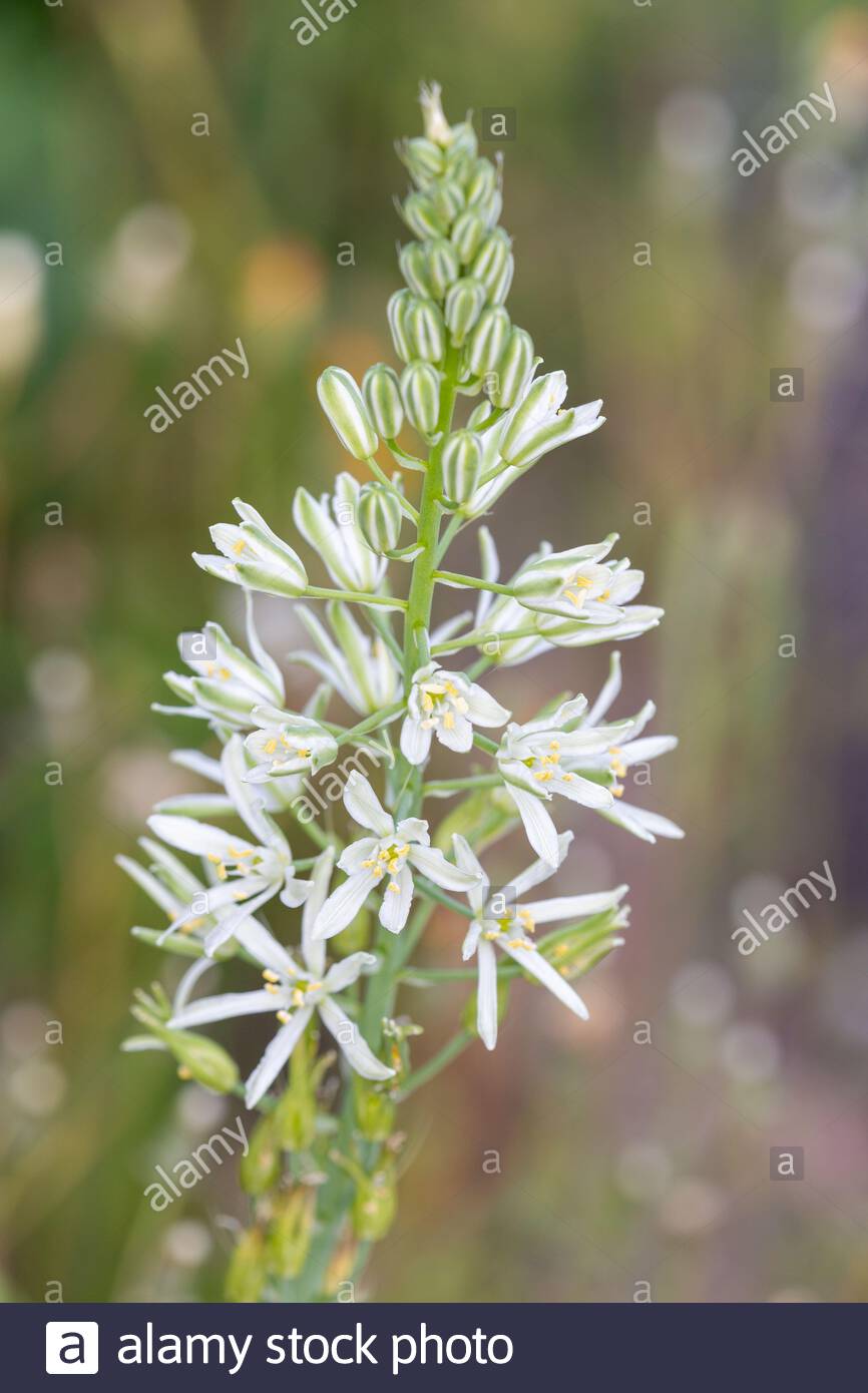 Narbonensis High Resolution Stock Photography and Images - Alamy