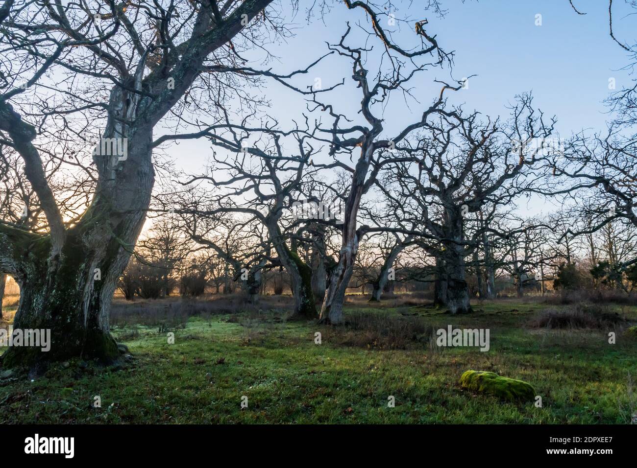 Beautiful pastureland with old oak trees in a swedish nature reserve on ...