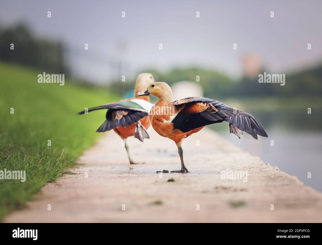 Ogar duck hi-res stock photography and images - Alamy