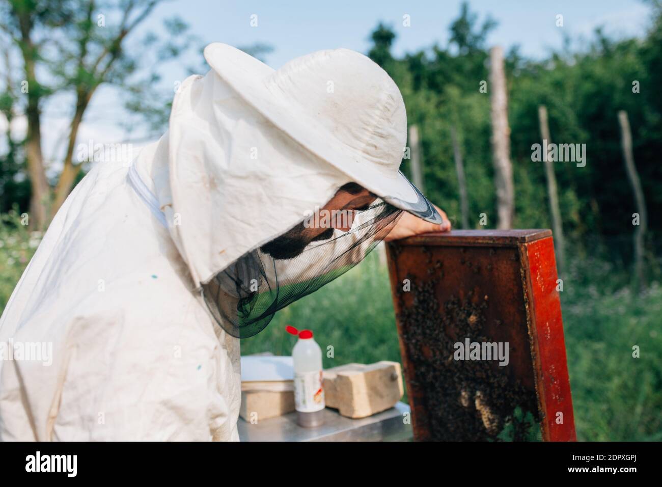 Side View Of Beekeeper Examining Beehive On Land Stock Photo - Alamy