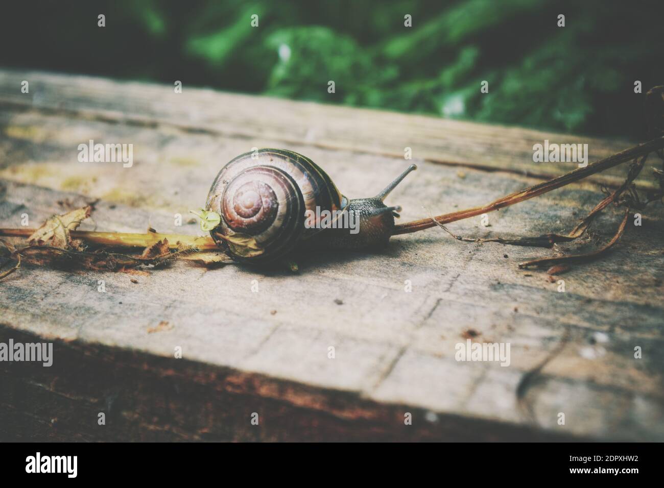 Slippery animals hi-res stock photography and images - Alamy