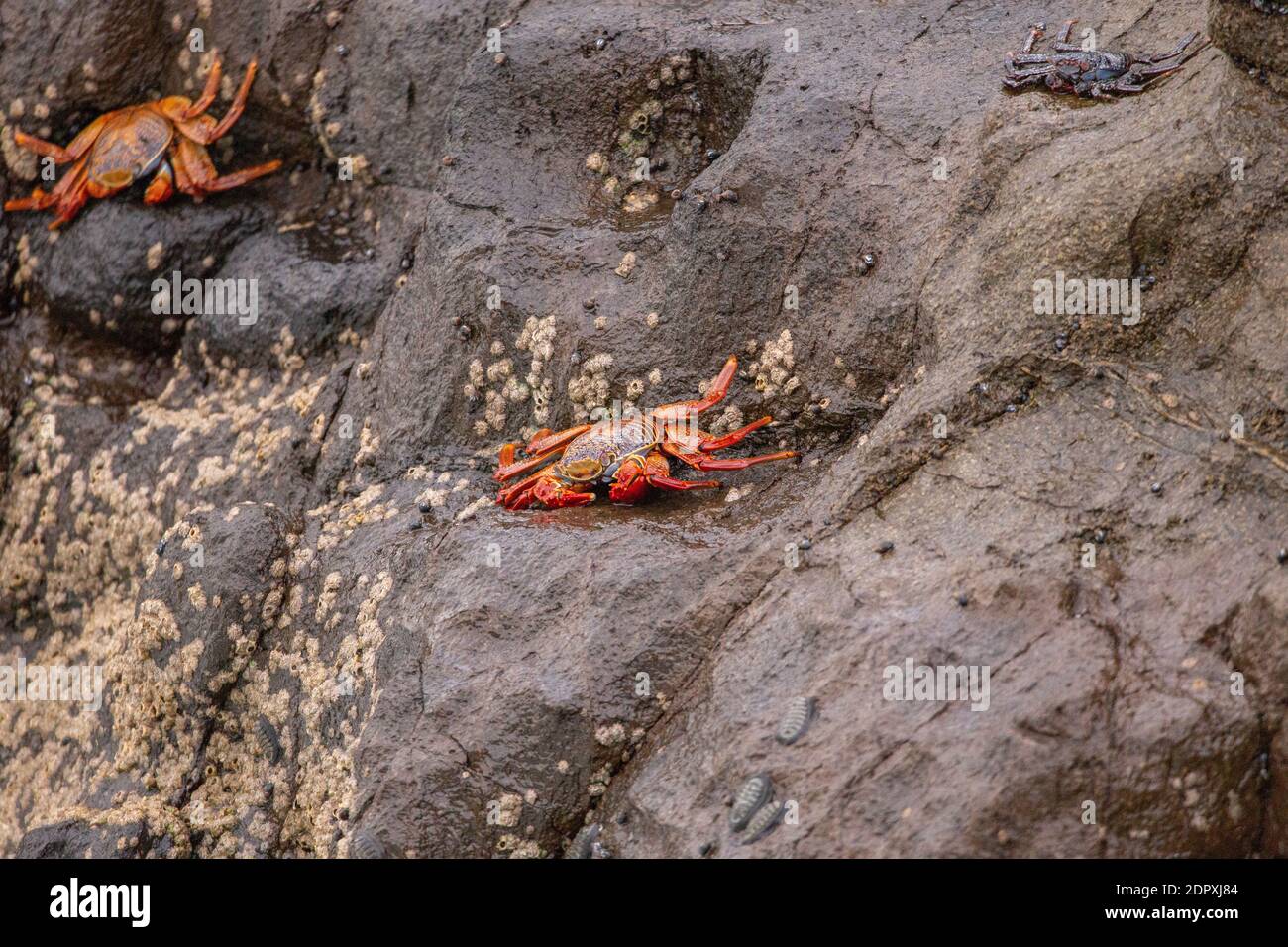 Crabs On Rock At Beach Stock Photo - Alamy