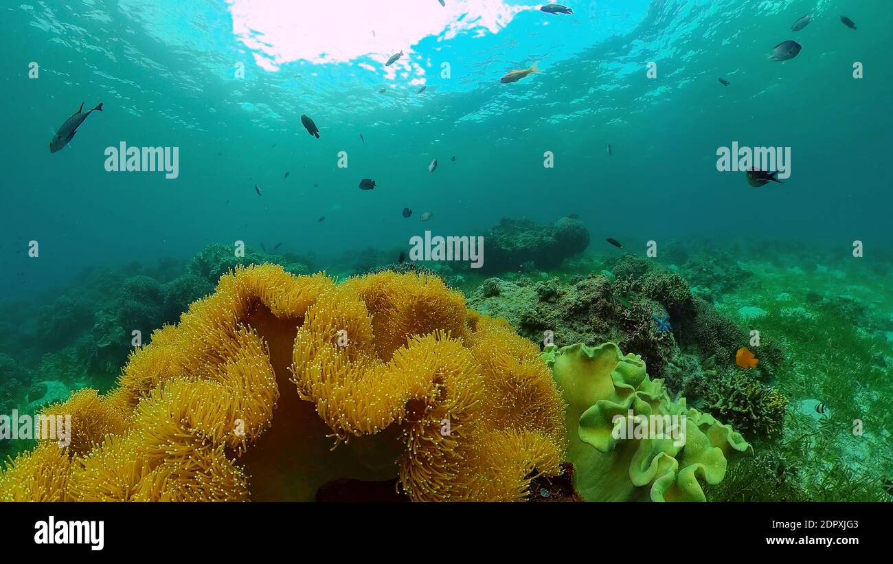 Tropical coral reef and fishes underwater. Hard and soft corals ...