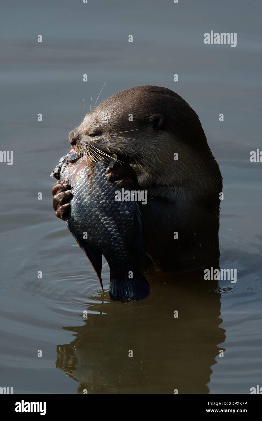 Otter in singapore hi-res stock photography and images - Alamy