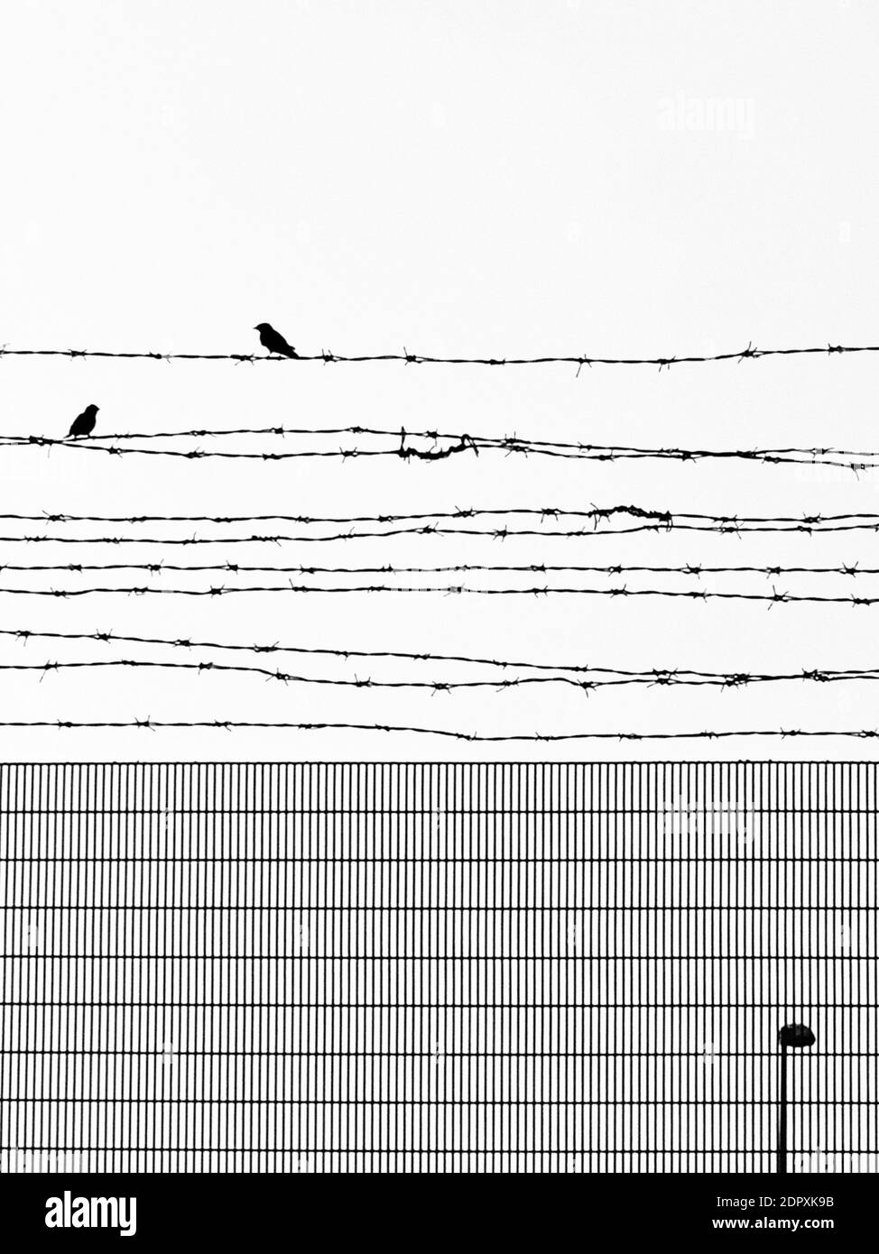Silhouette bird barbed wire hi-res stock photography and images - Alamy
