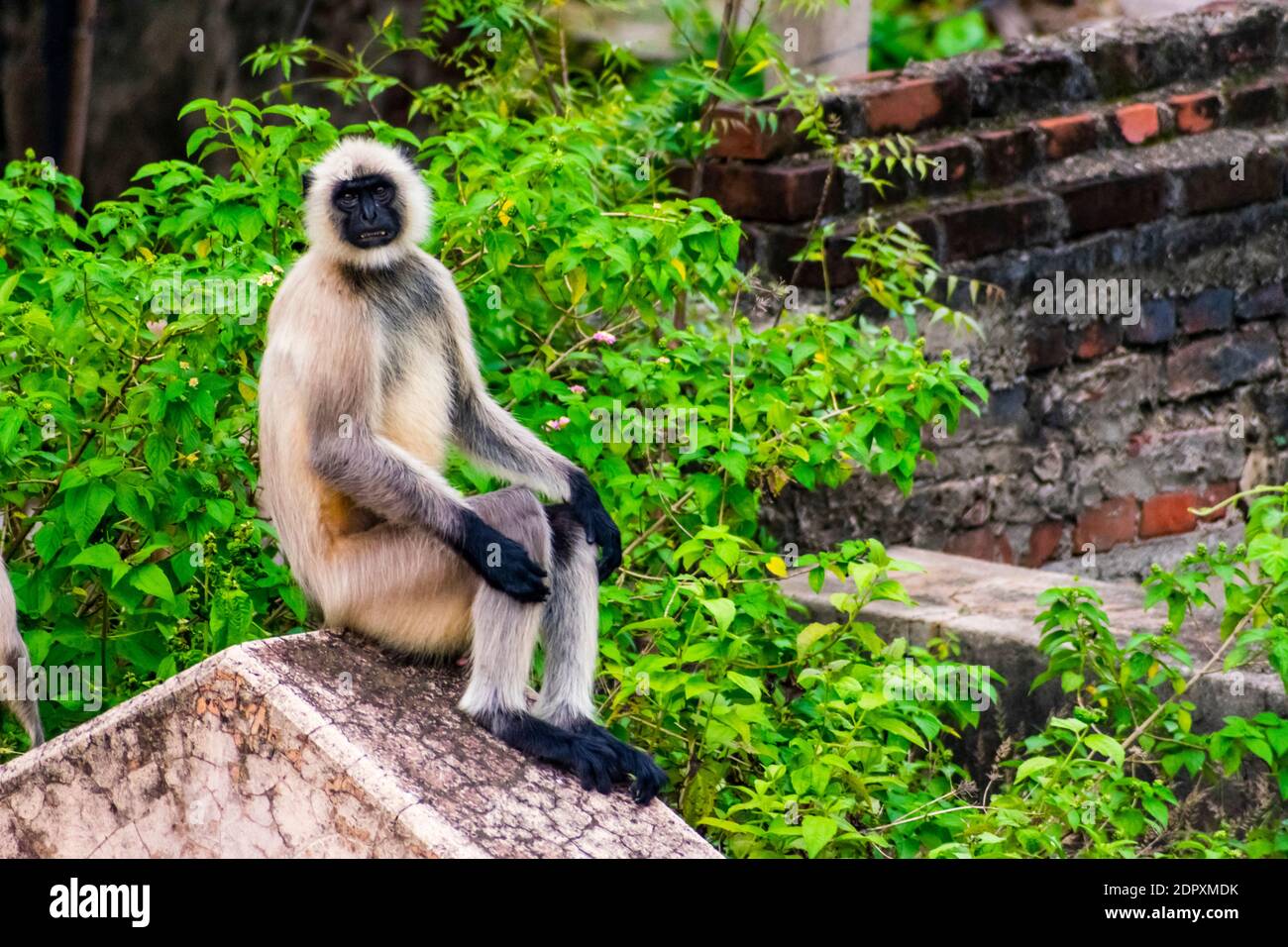 Indian monkey hi-res stock photography and images - Alamy