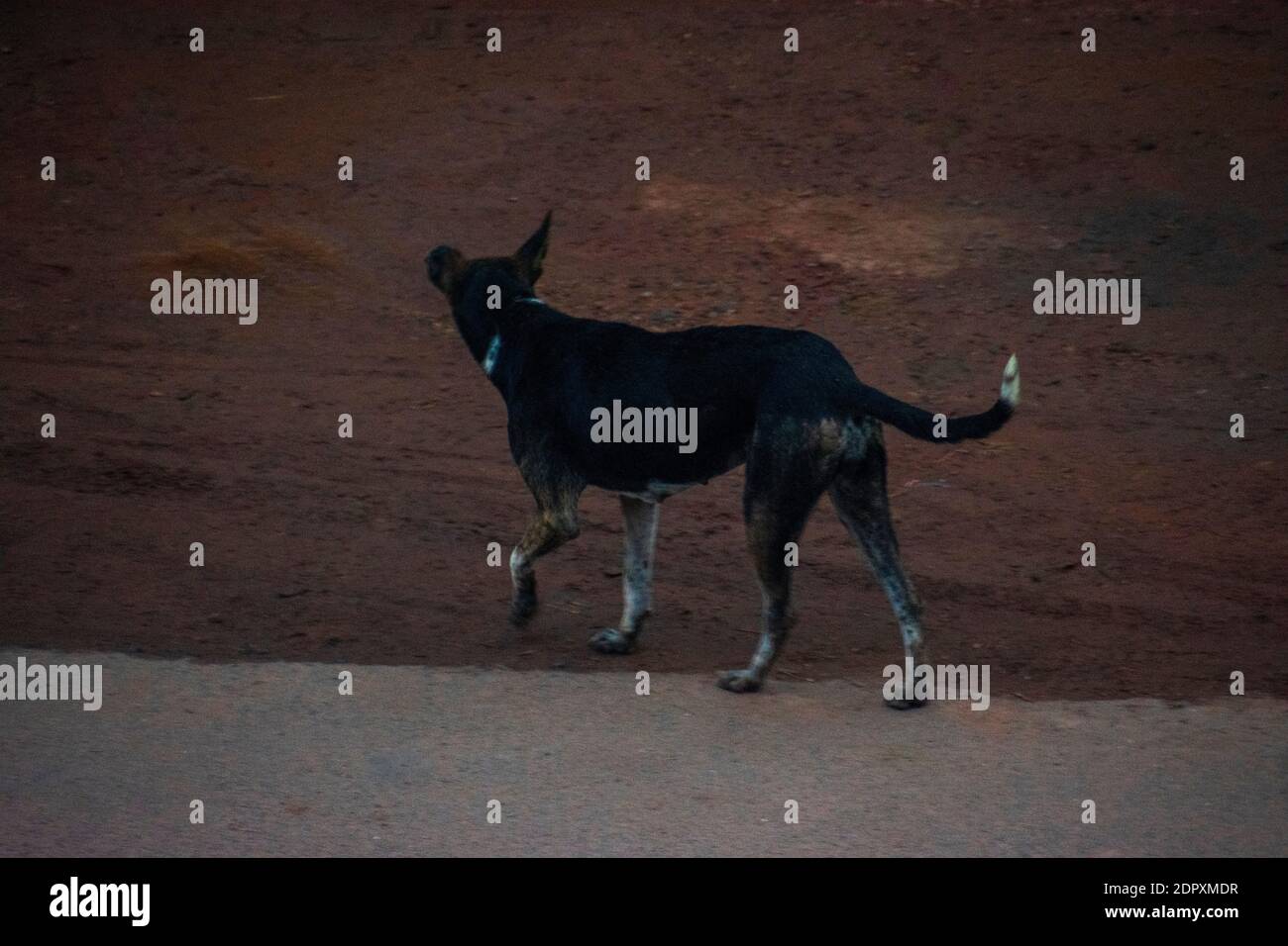 Black dog road stray hi-res stock photography and images - Alamy