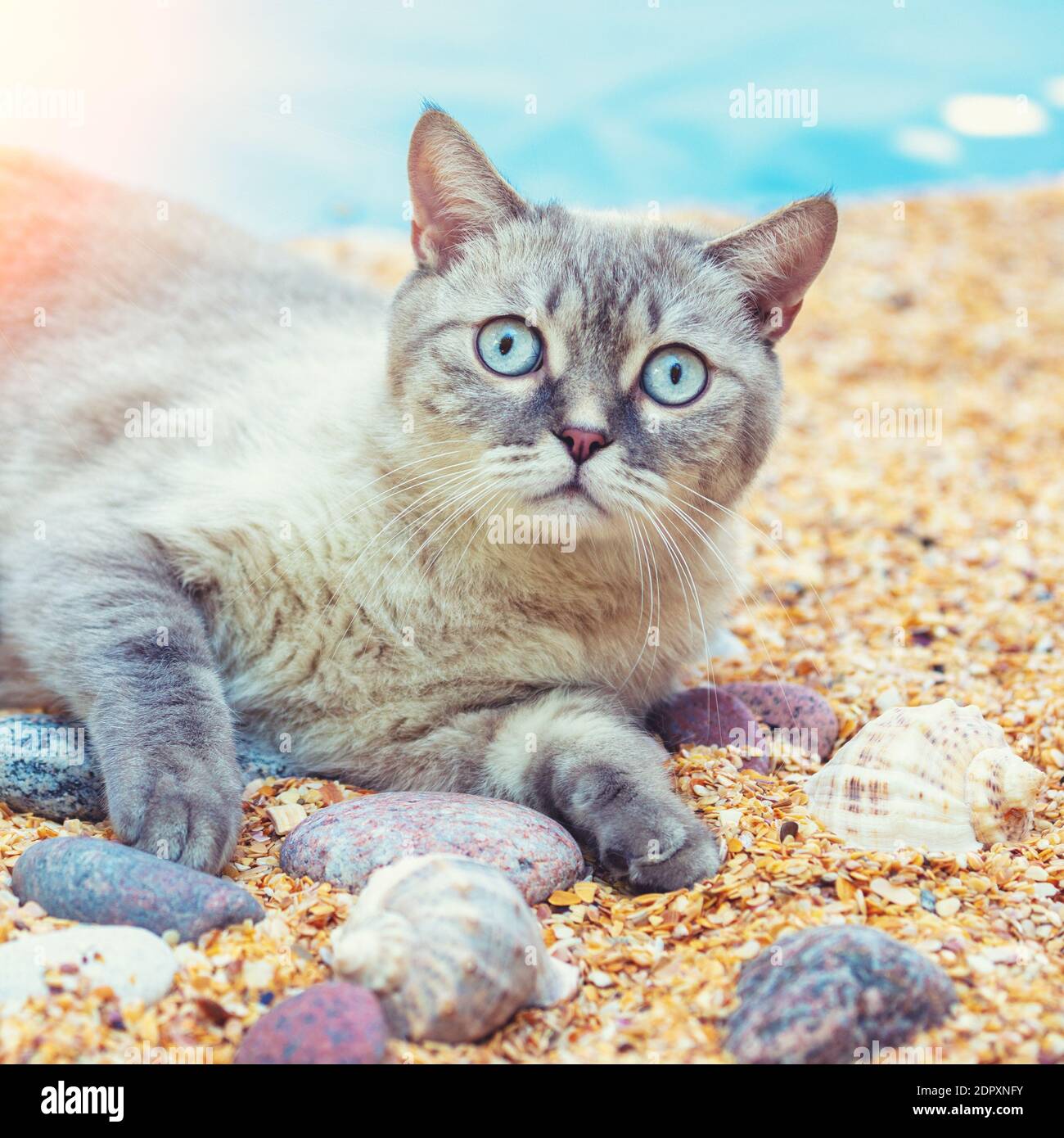 Siamese cat relaxing on the beach. Summertime concept Stock Photo - Alamy