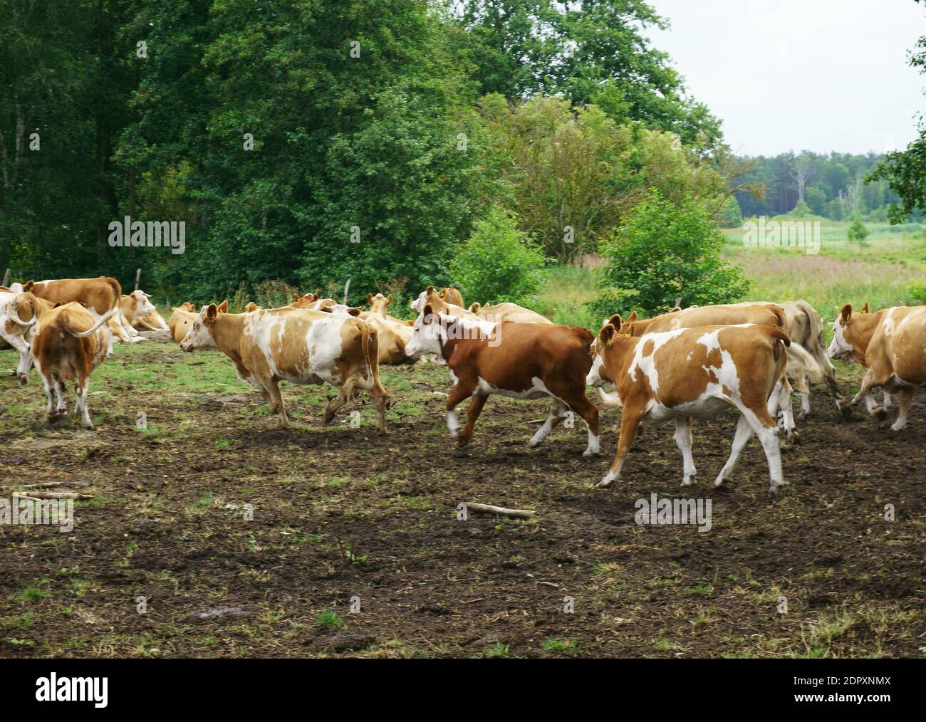 Stampeding cow hi-res stock photography and images - Alamy