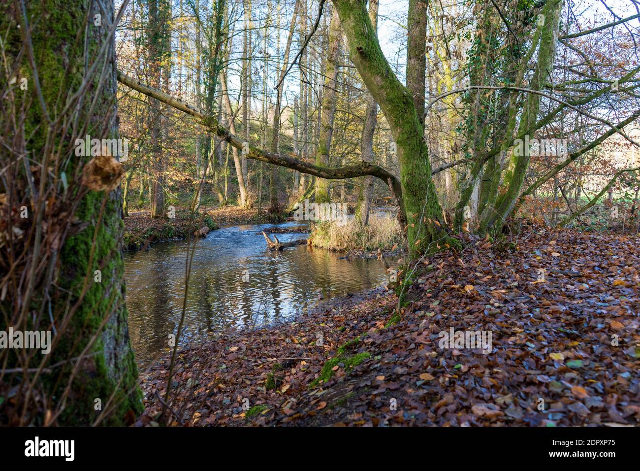 A river flowing through a green forest with the sunlight penetrating through tree branches Stock ...