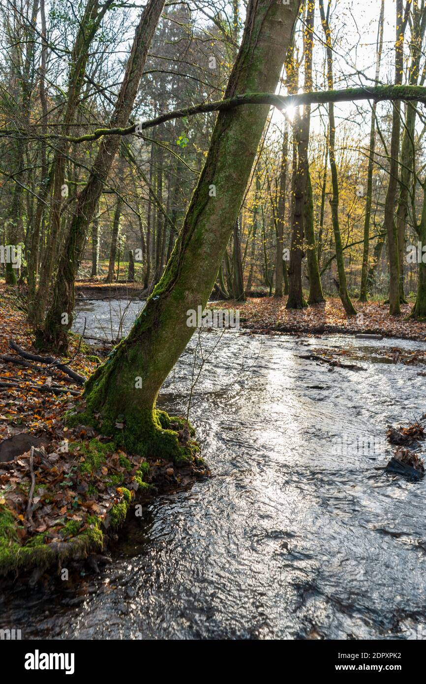 A river flowing through a green forest with the sunlight penetrating ...