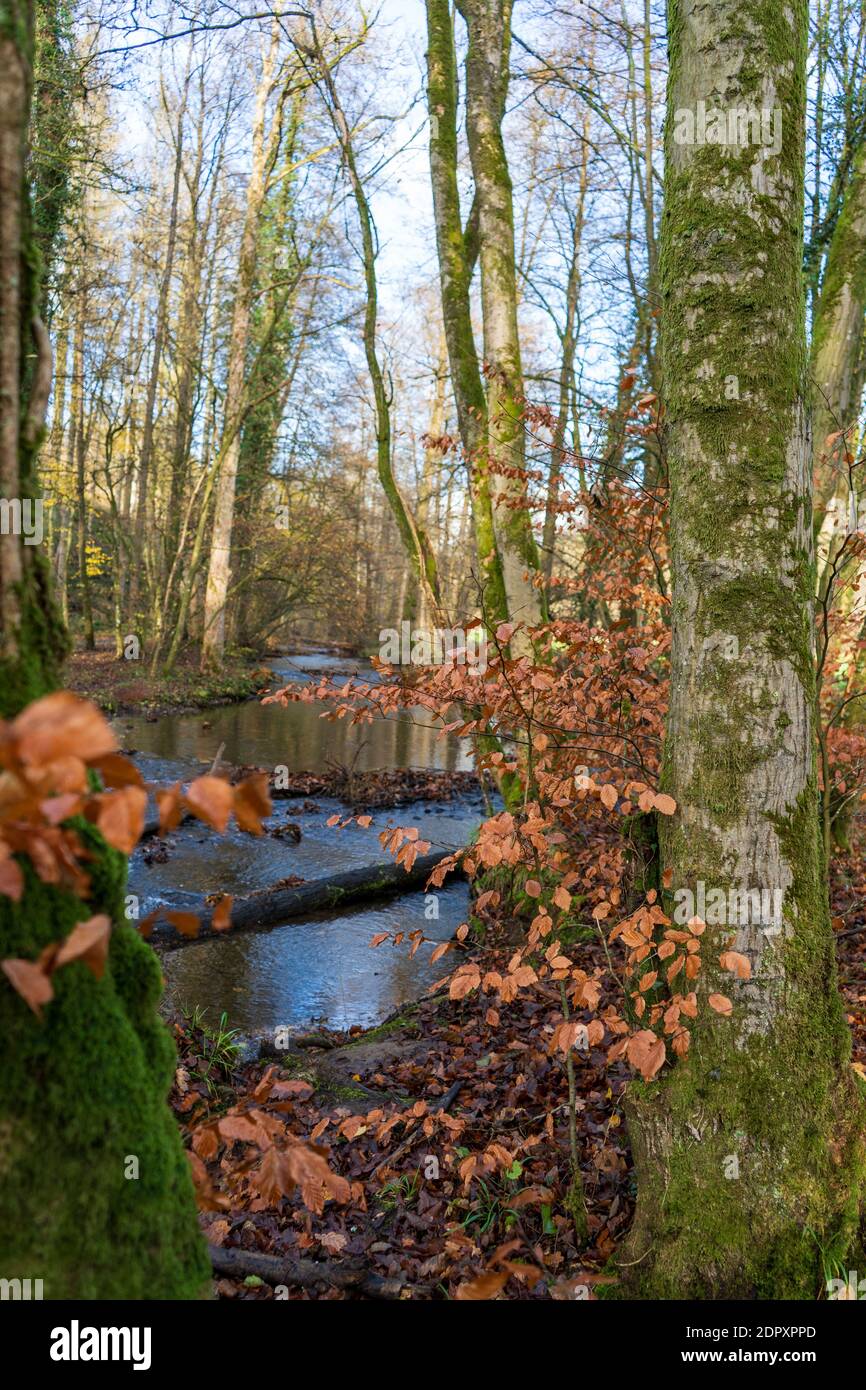 A river flowing through a forest with the sunlight penetrating through ...