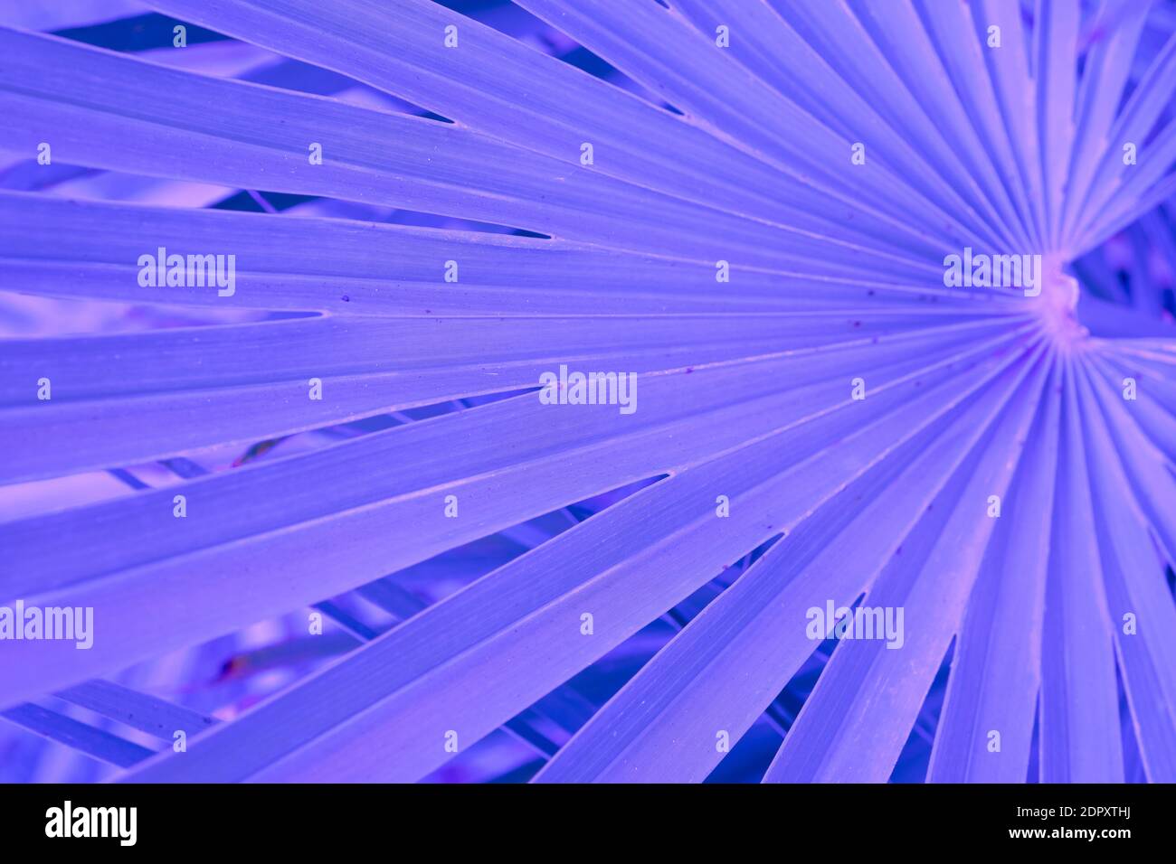 Violet palm tree leaf with sunlight reflection. Abstraction background ...